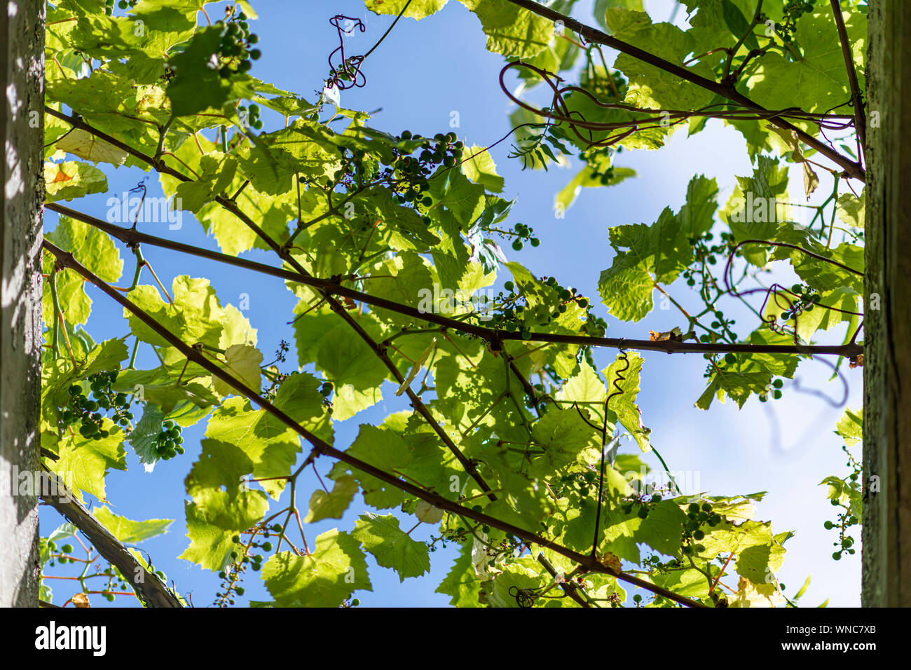 Decorative and shading grapes wine tree growing above a passage, a ...
