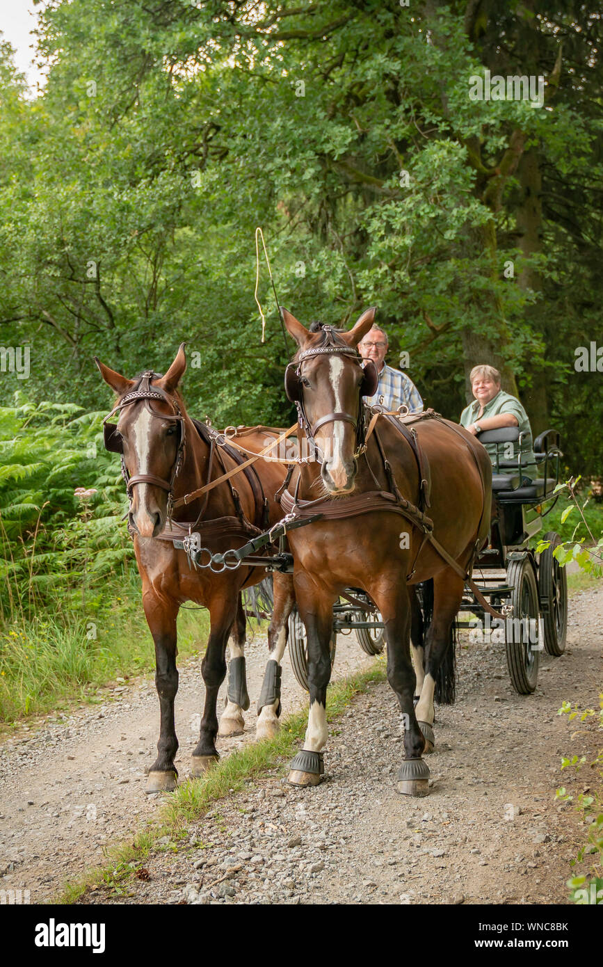 A 60 year old man drives a carriage with two horses (Saxon Thuringian ...