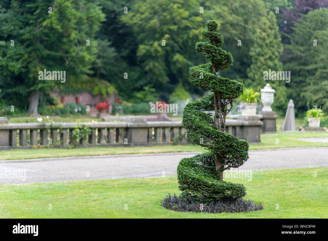 Coaxial conic and spiral pine tree growing on the green short grass ...