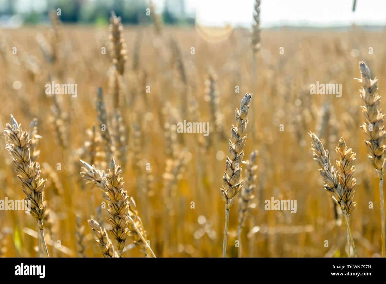 Wheat field on the farm at sunny autumn day Stock Photo - Alamy