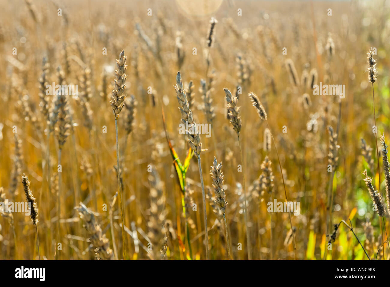 Wheat field on the farm at sunny autumn day Stock Photo - Alamy