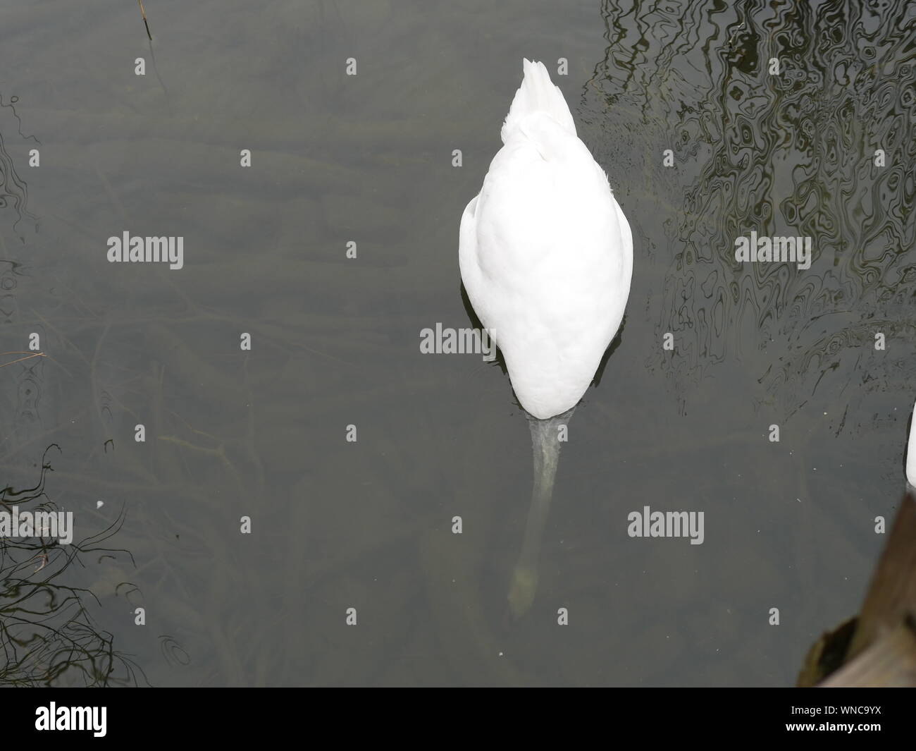 Swan feeding hi-res stock photography and images - Alamy