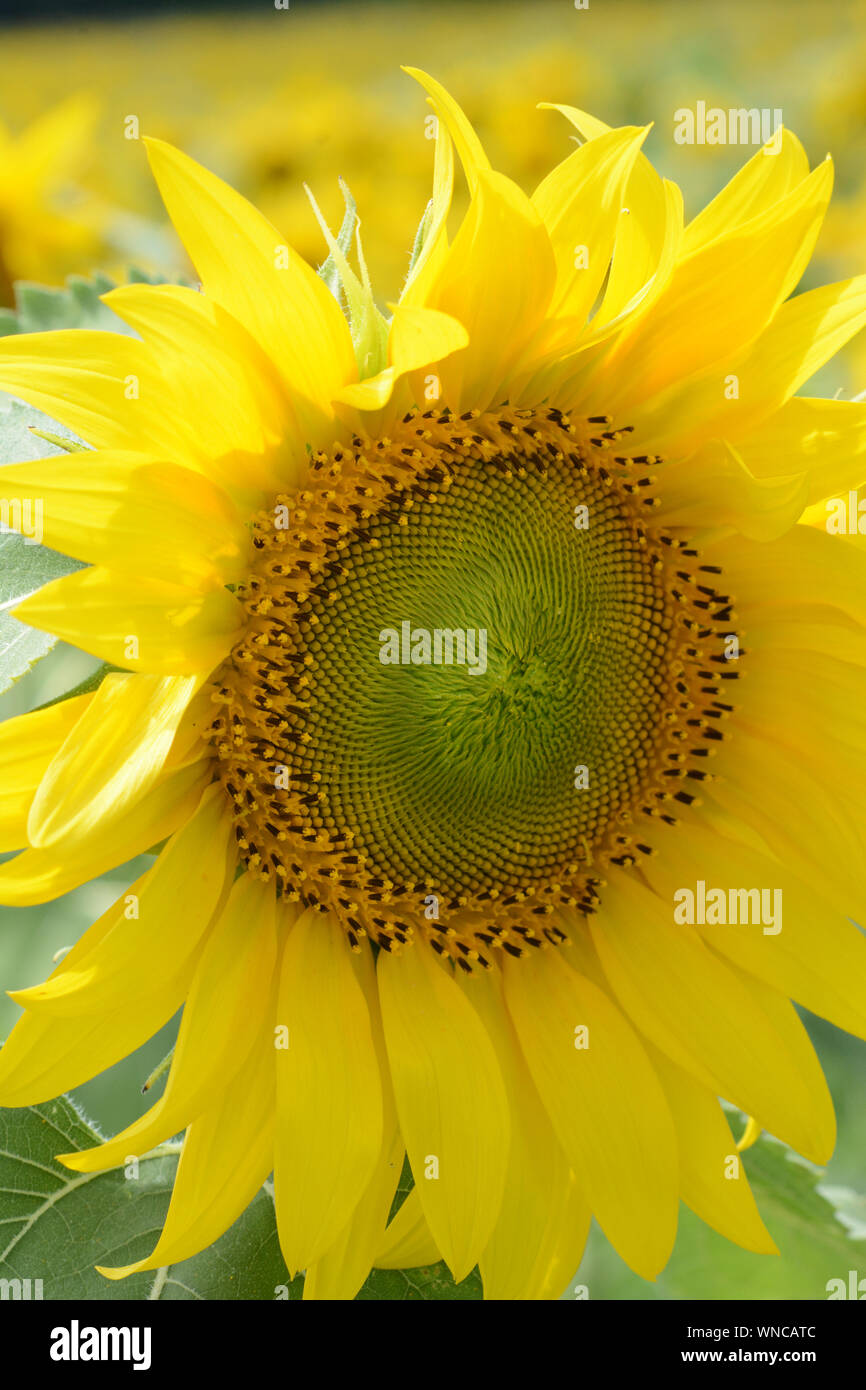 Vertical close up photograph of a sunflower head Stock Photo - Alamy