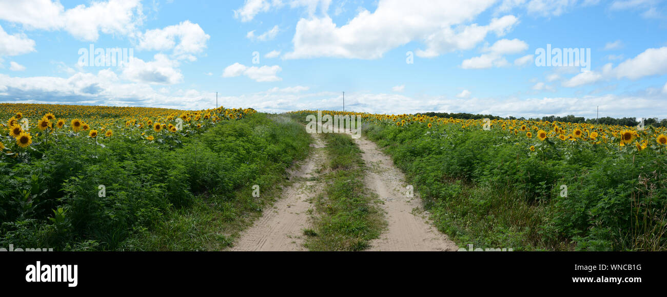 Through sunflower fields hi-res stock photography and images - Alamy