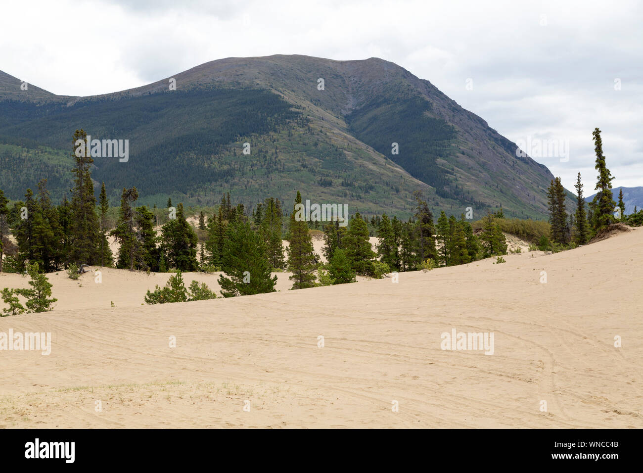 Carcross Desert, Yukon, Canada, the world's smallest desert Stock Photo ...