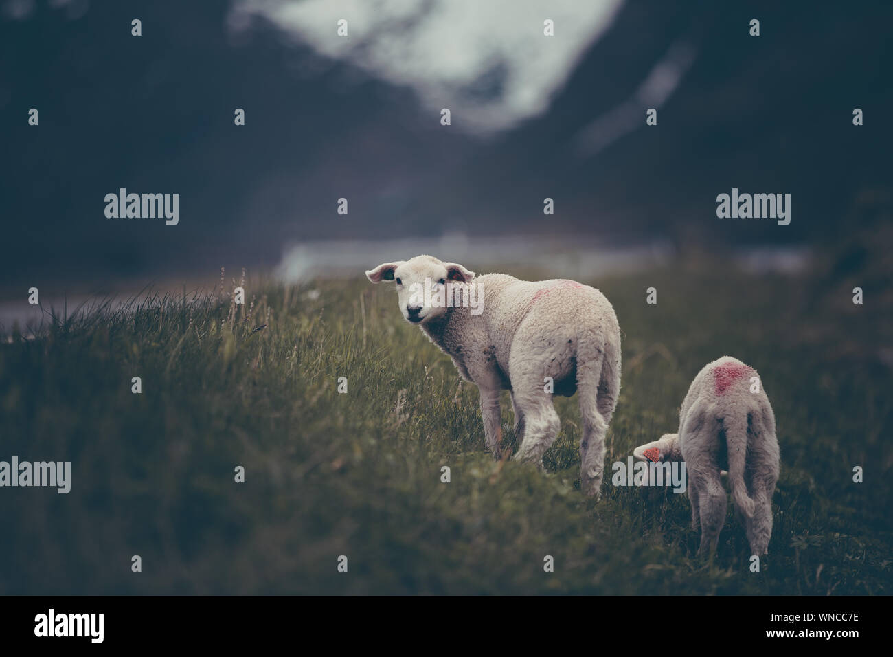 The young sheep hi-res stock photography and images - Alamy