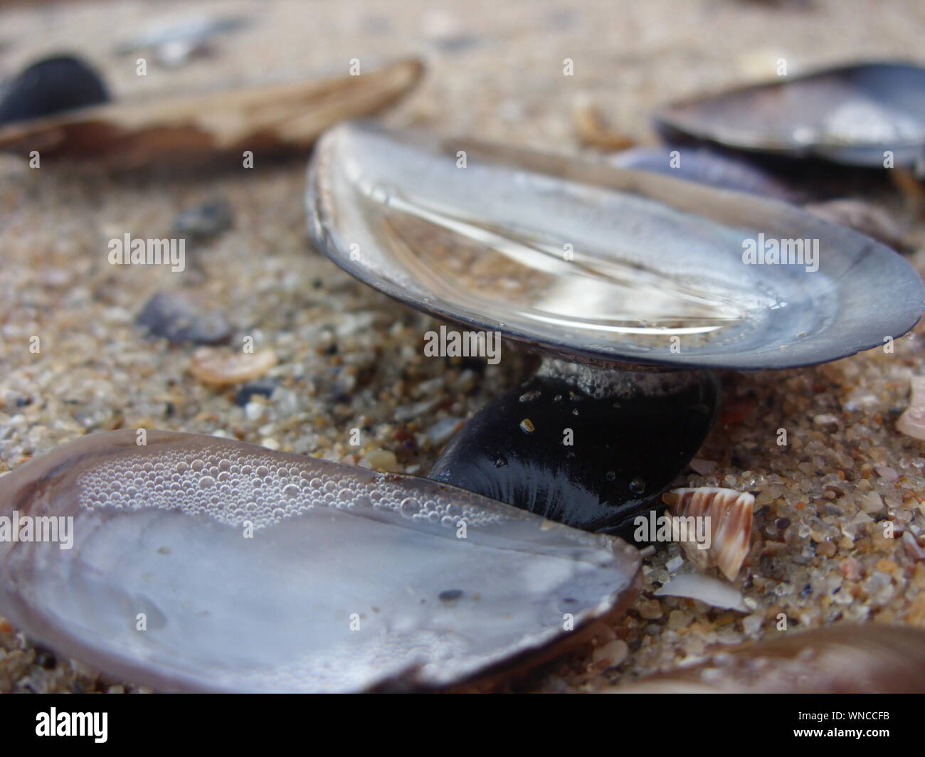 Five sea shells hi-res stock photography and images - Alamy