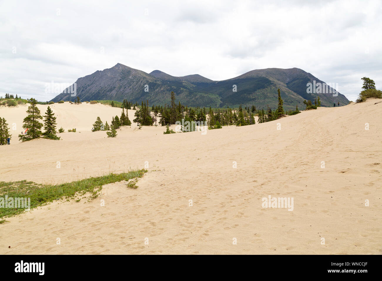 The Carcross Desert in the Yukon, Canada. The arid landscape is the ...