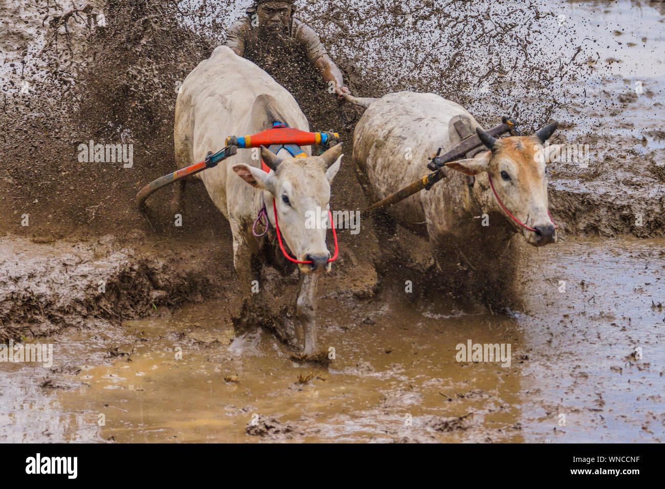 Muddy race hi-res stock photography and images - Alamy