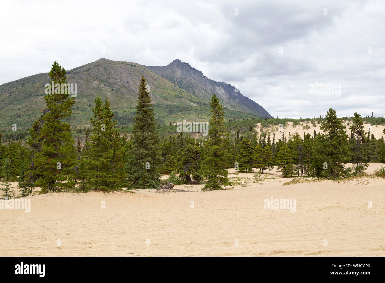 The Carcross Desert in the Yukon, Canada. The arid landscape is the ...