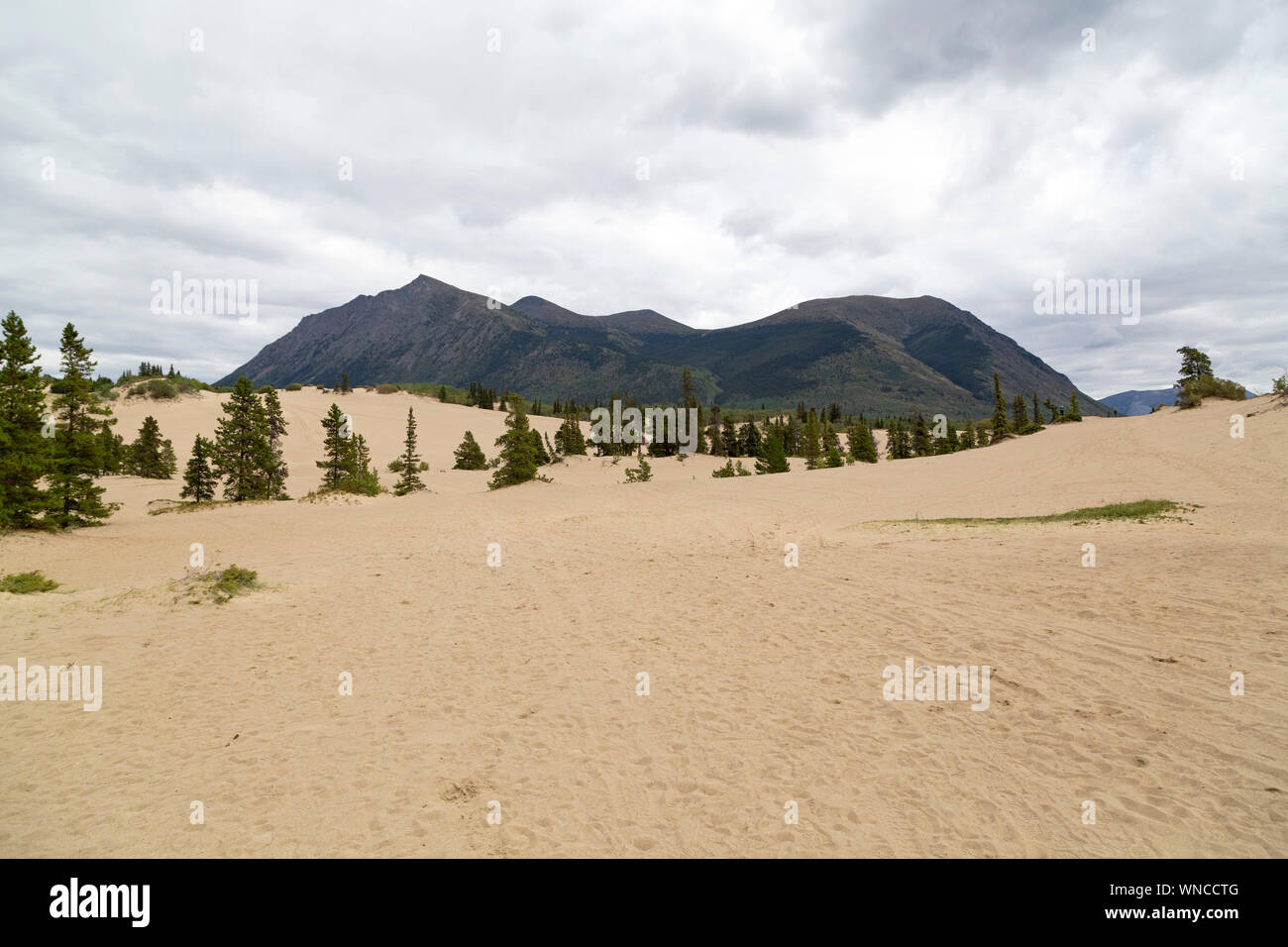 The Carcross Desert in the Yukon, Canada. The arid landscape is the ...