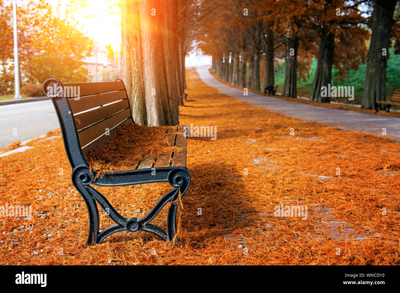 Empty park bench trees day hi-res stock photography and images - Alamy