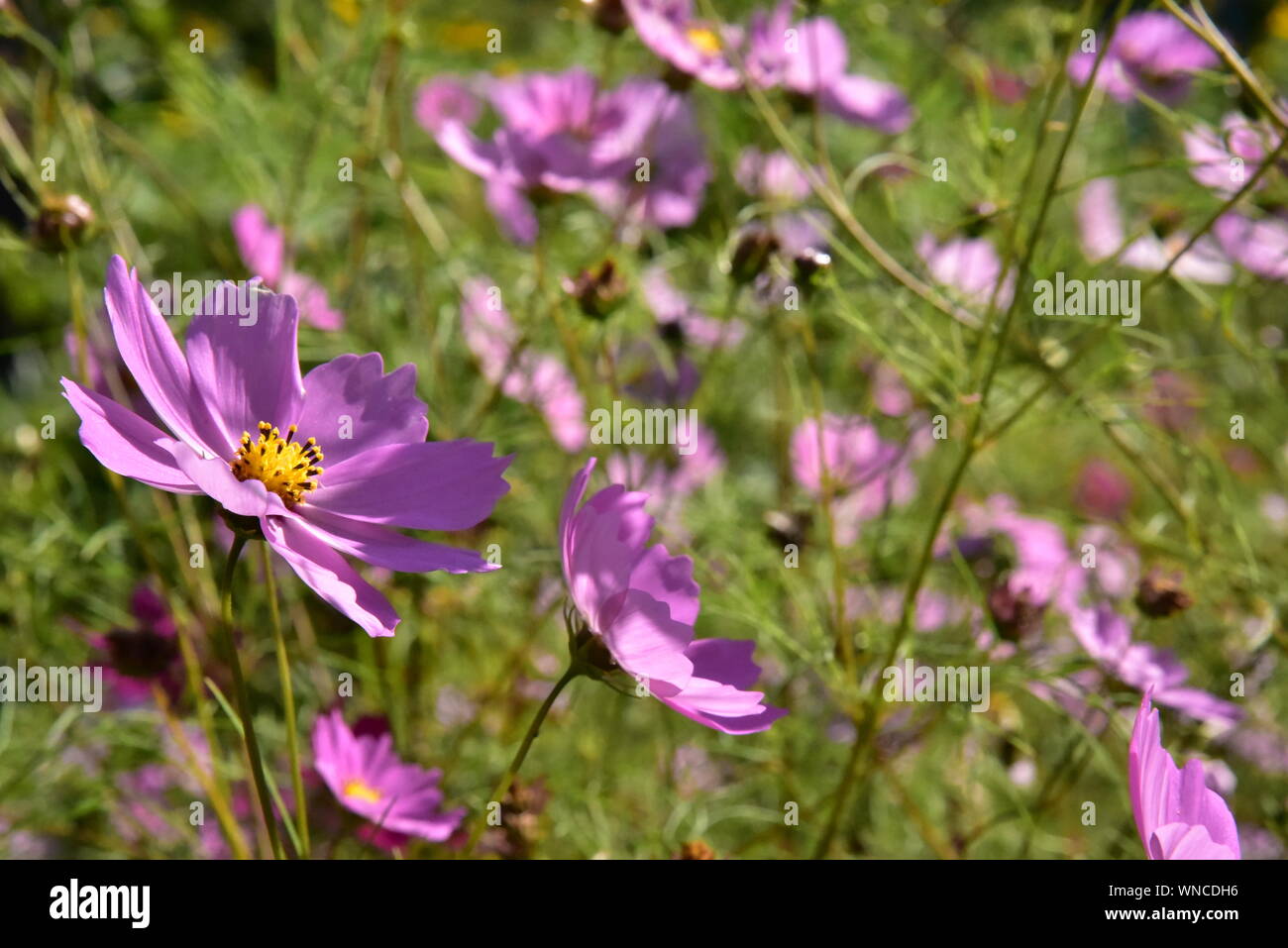 Purple color cosmos hi-res stock photography and images - Alamy