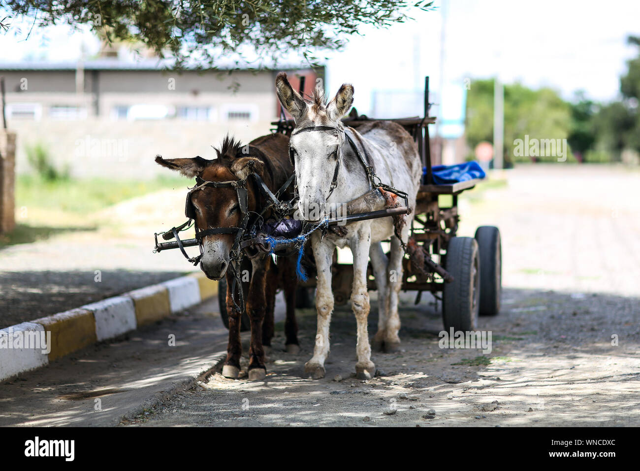 No donkey cart hi-res stock photography and images - Alamy