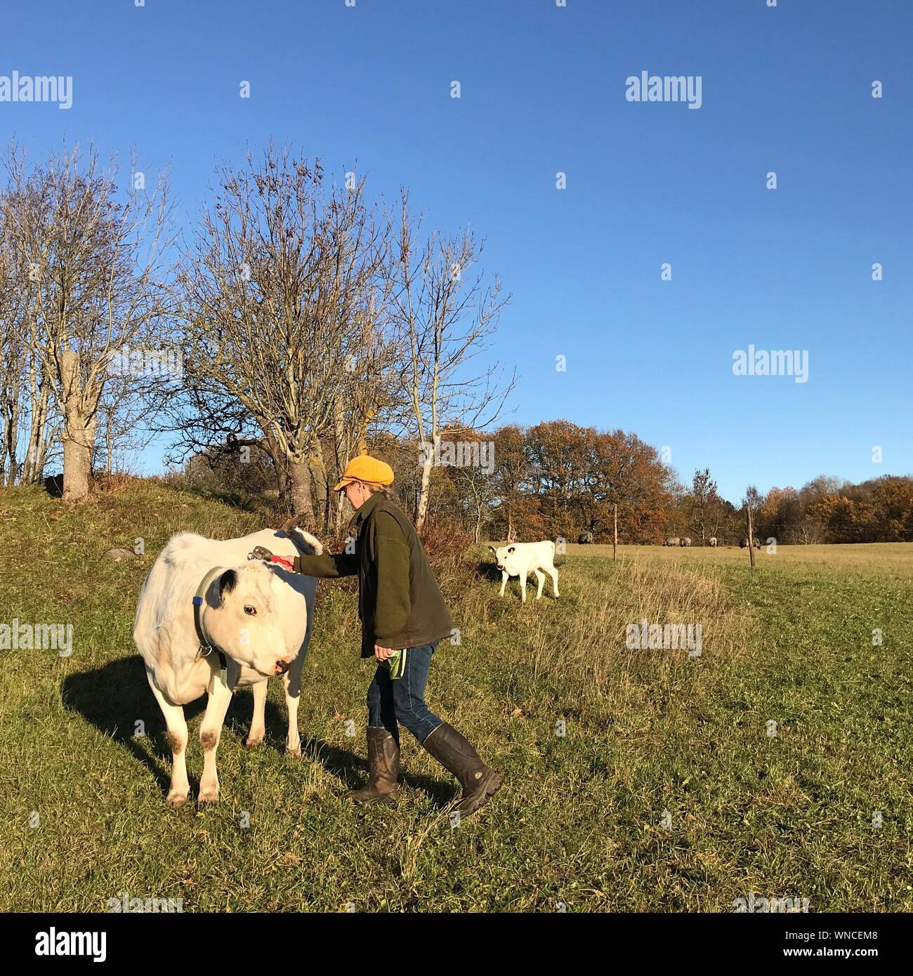 Farmer touching cow hi-res stock photography and images - Alamy