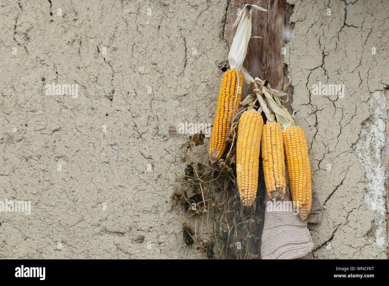 Corn On The Cob Building High Resolution Stock Photography and Images ...
