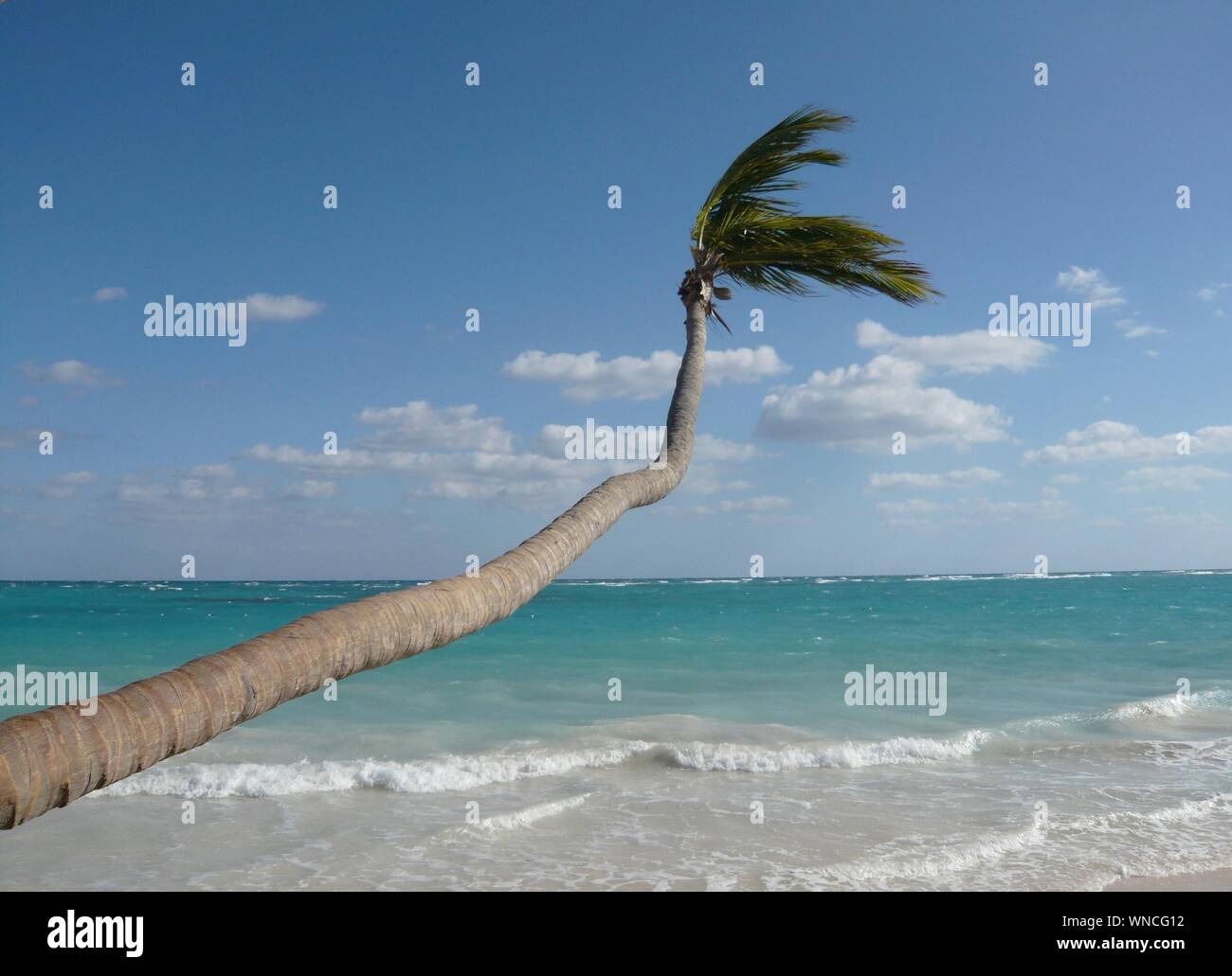 Bending Palm Tree High Resolution Stock Photography and Images - Alamy