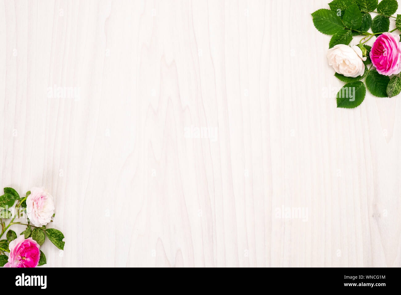 Flowers composition. Frame made of white and pink rose flowers on ...