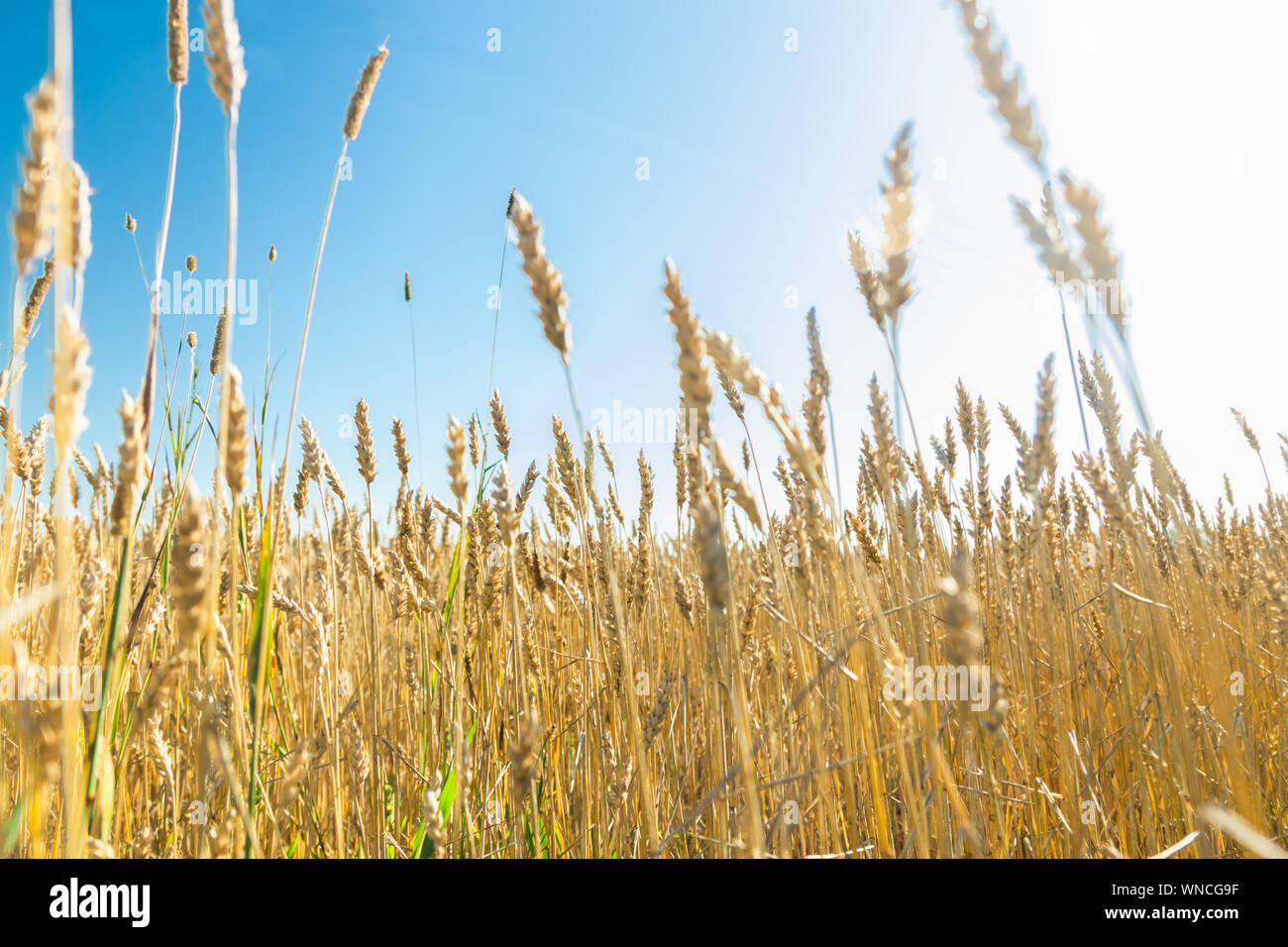 Wheat field on the farm at sunny autumn day Stock Photo - Alamy