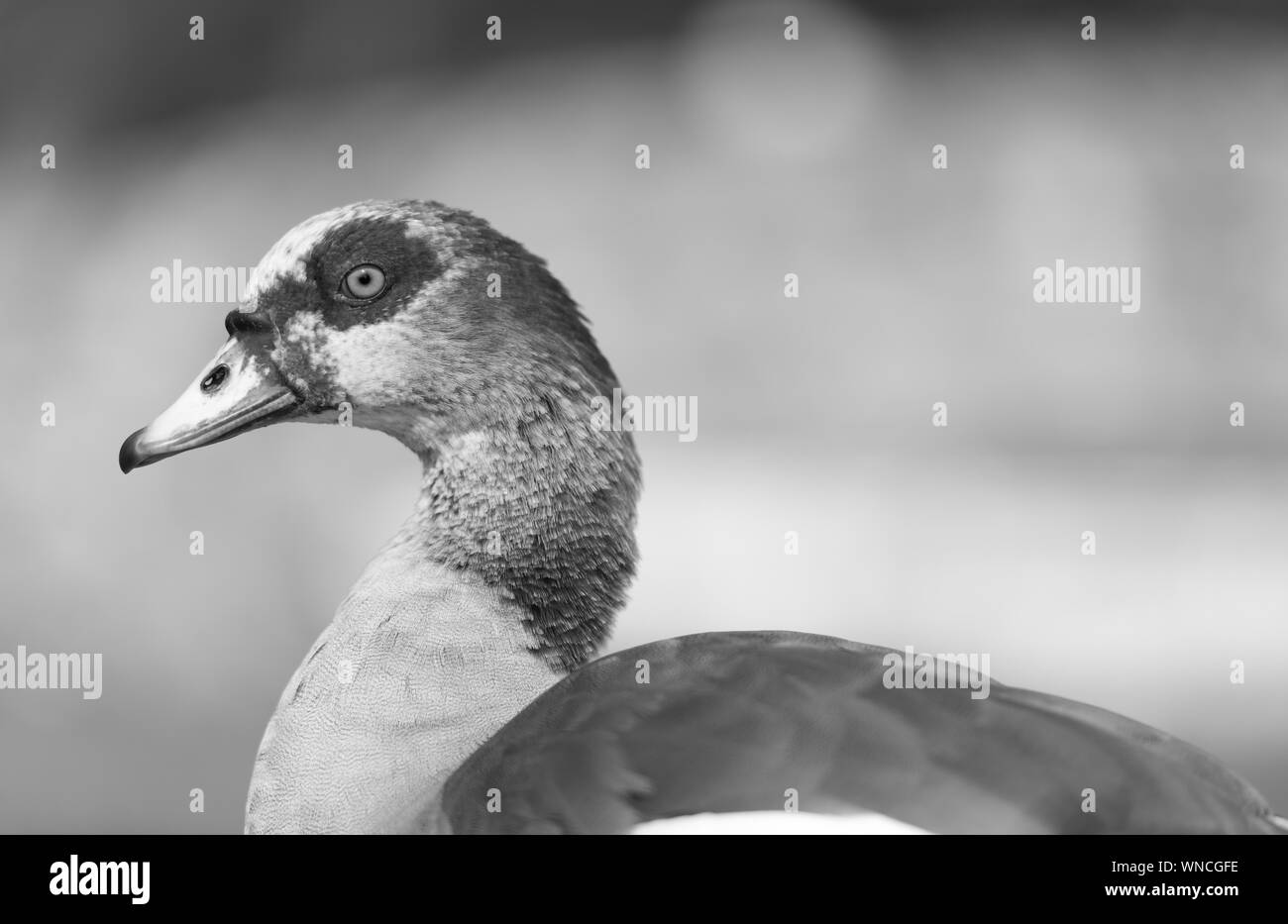 Egyptian goose side view Black and White Stock Photos & Images - Alamy