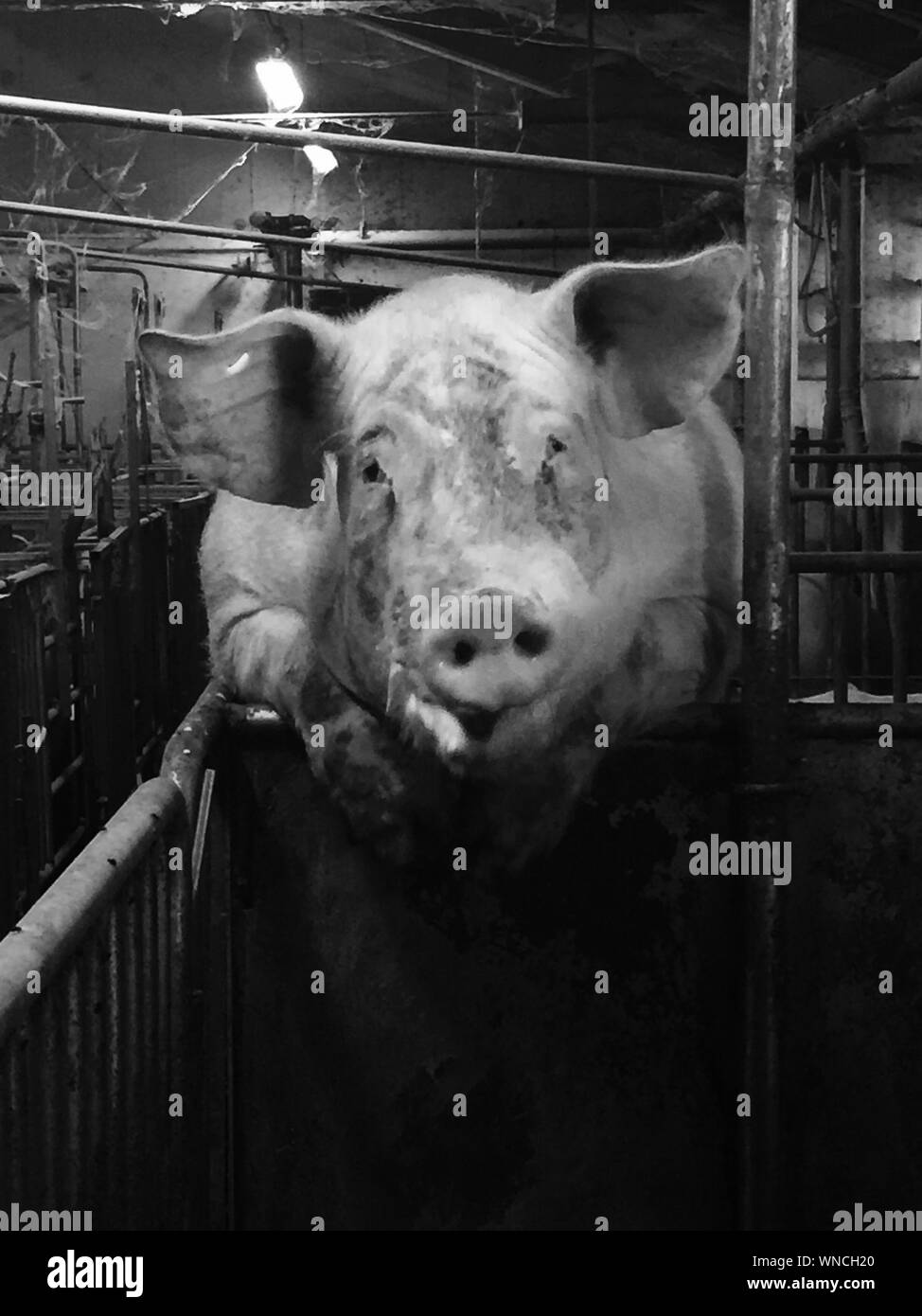 Pig view Black and White Stock Photos & Images - Alamy