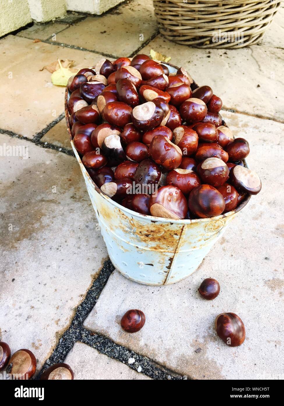 A pile of chestnut hi-res stock photography and images - Alamy