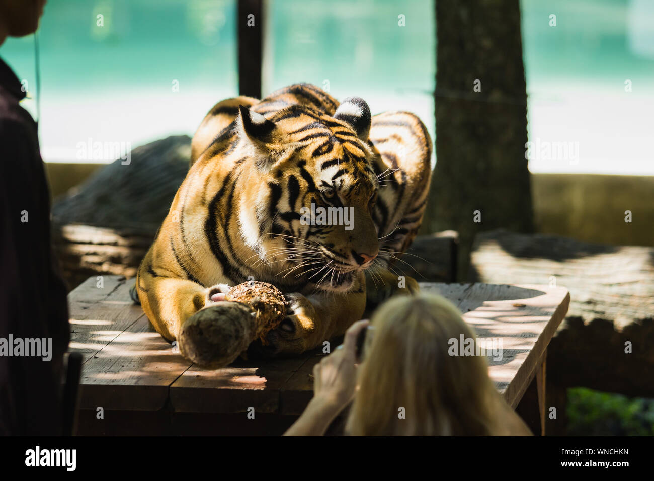 Wooden tiger hi-res stock photography and images - Alamy