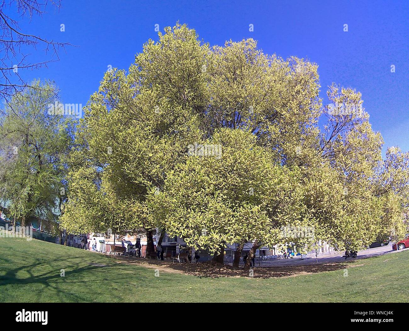 Fish in grass hi-res stock photography and images - Alamy