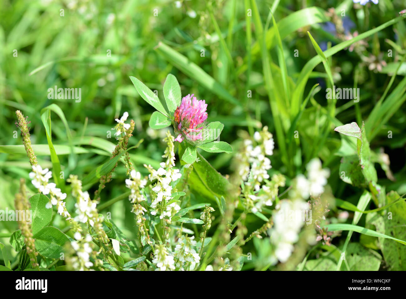 Small clover flower on a summer meadow close-up Stock Photo - Alamy