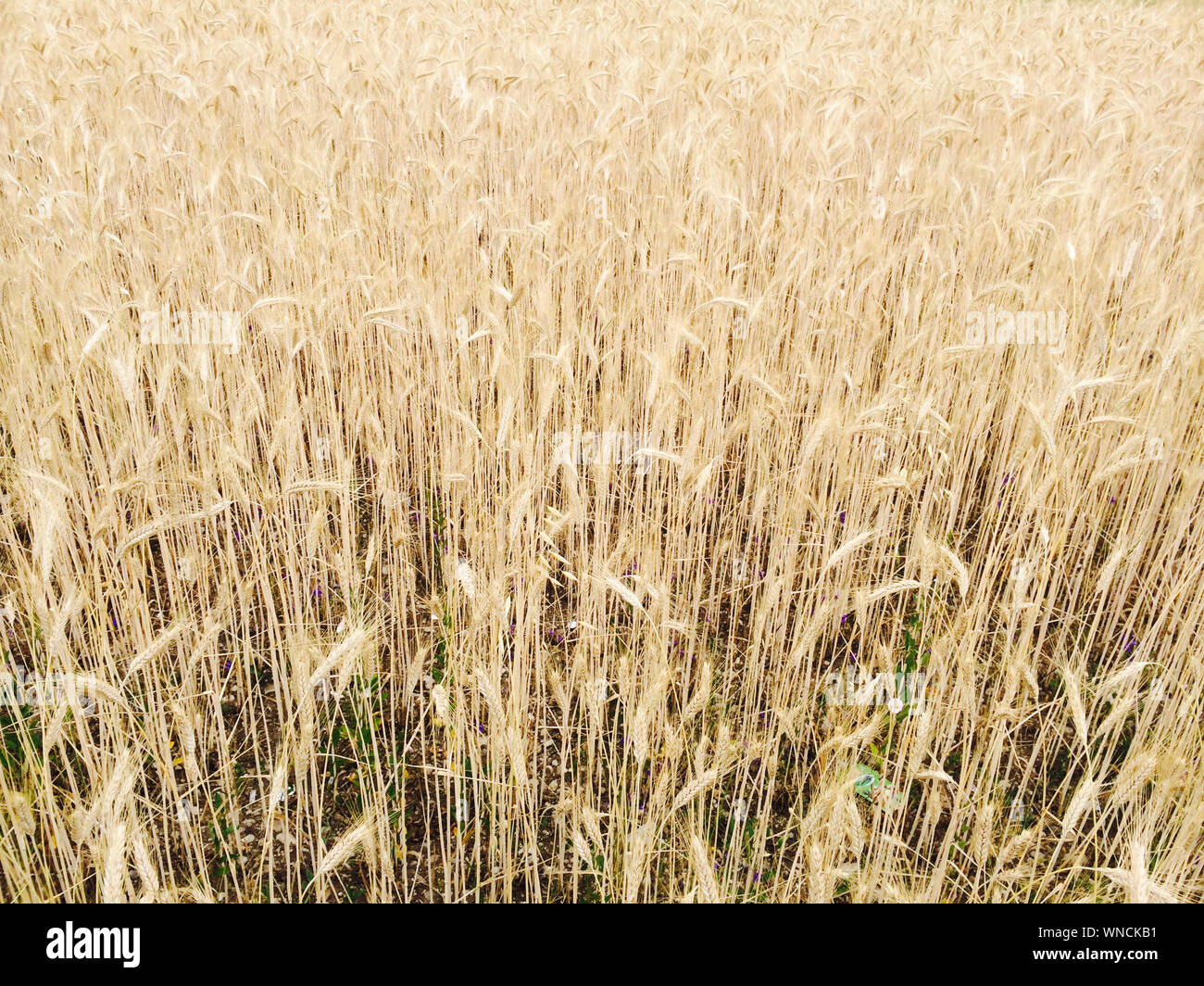 Wheat Plantation High Resolution Stock Photography and Images - Alamy