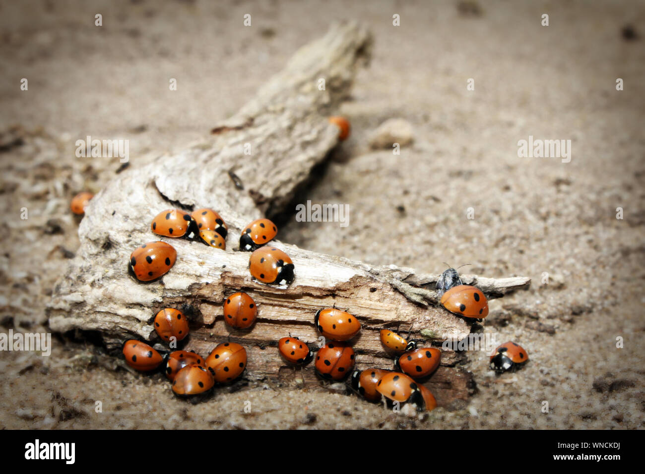 Large group of ladybugs hi-res stock photography and images - Alamy