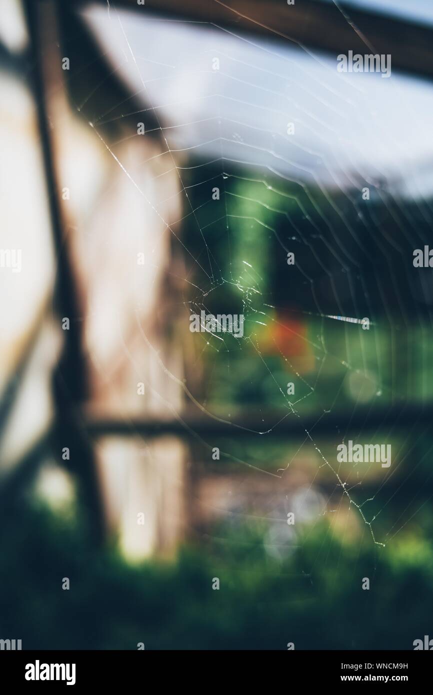 Vertical closeup shot of a spider web with a blurred background Stock ...