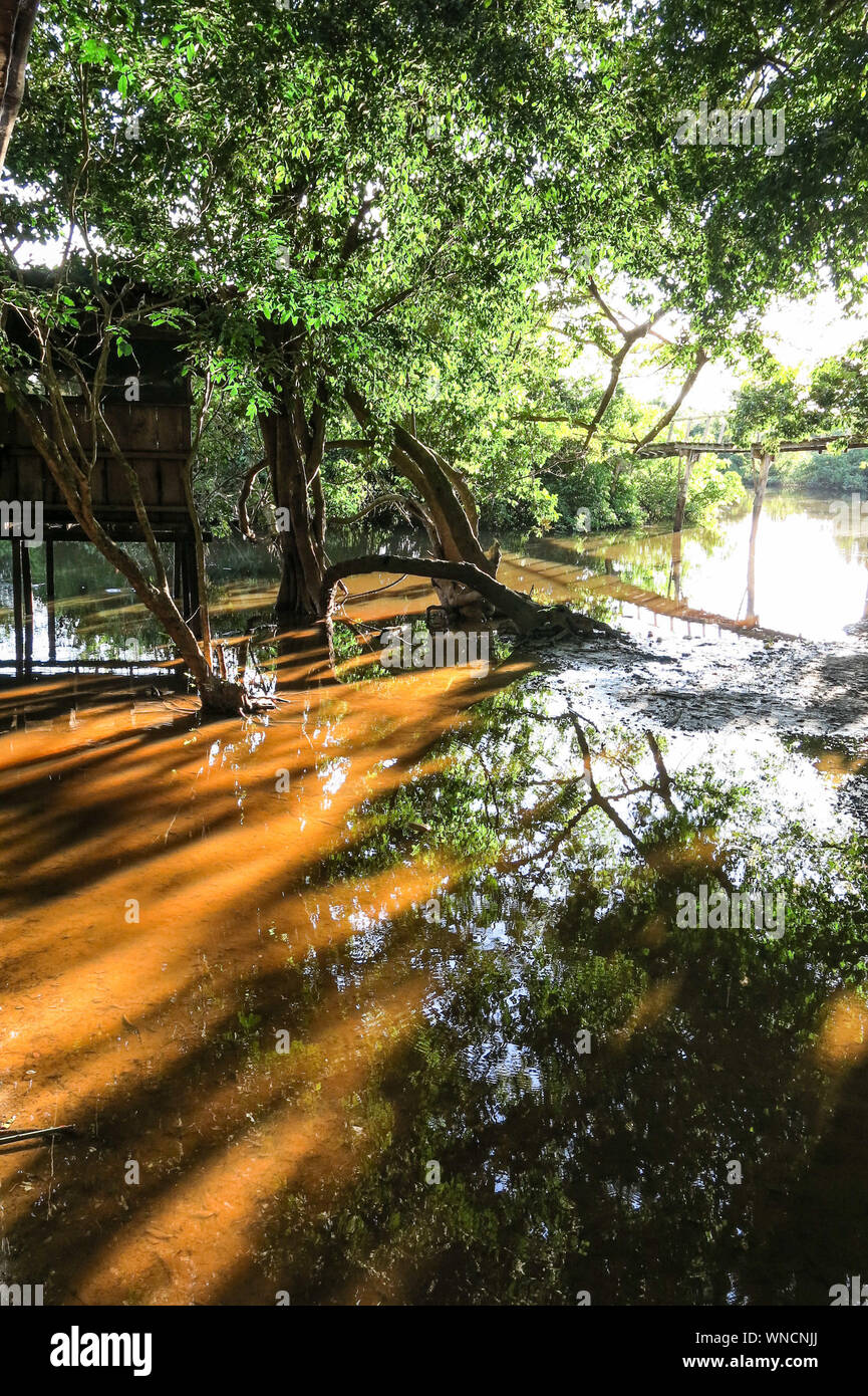 Amazon mangrove hi-res stock photography and images - Alamy