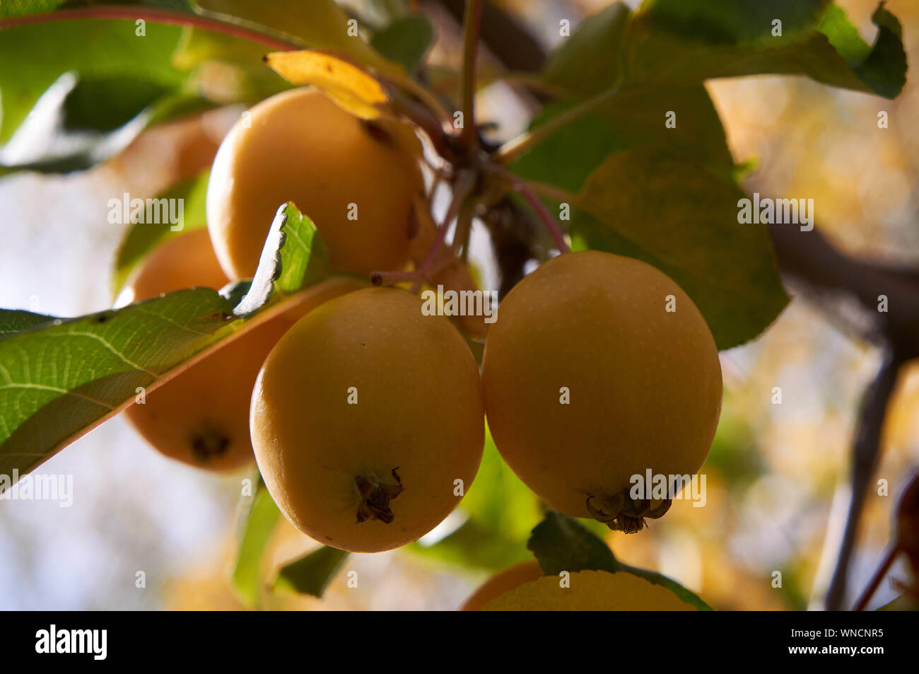 New zealand fruits hi-res stock photography and images - Alamy