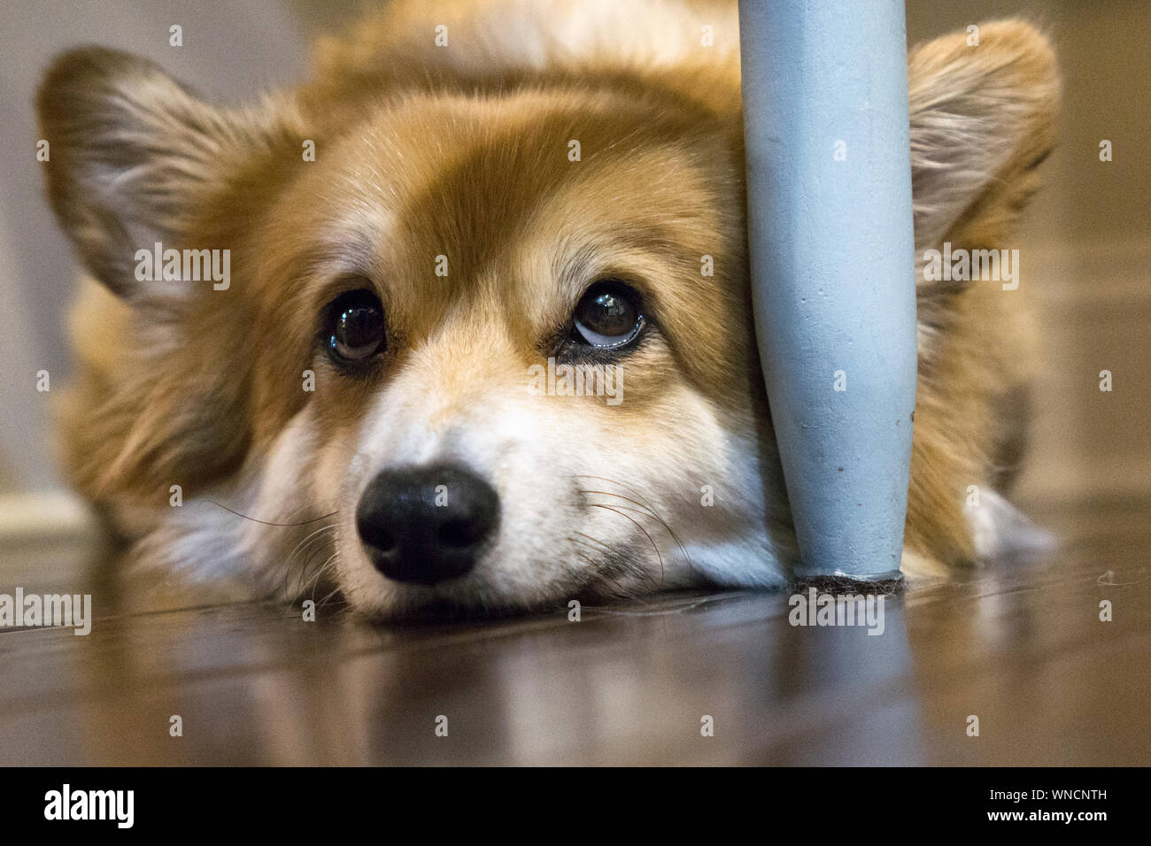 Corgi lying down hi-res stock photography and images - Alamy