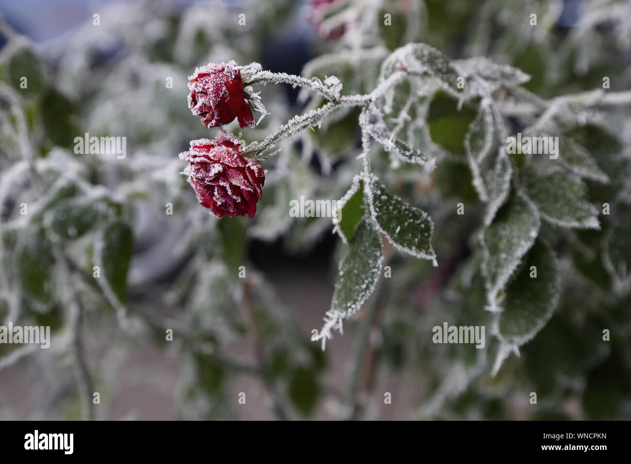 Frost covered roses hi-res stock photography and images - Alamy