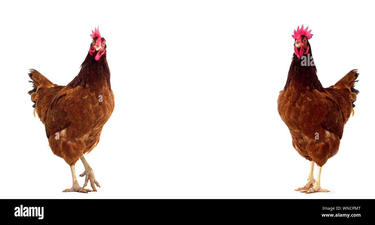 Two White Chickens High Resolution Stock Photography and Images - Alamy