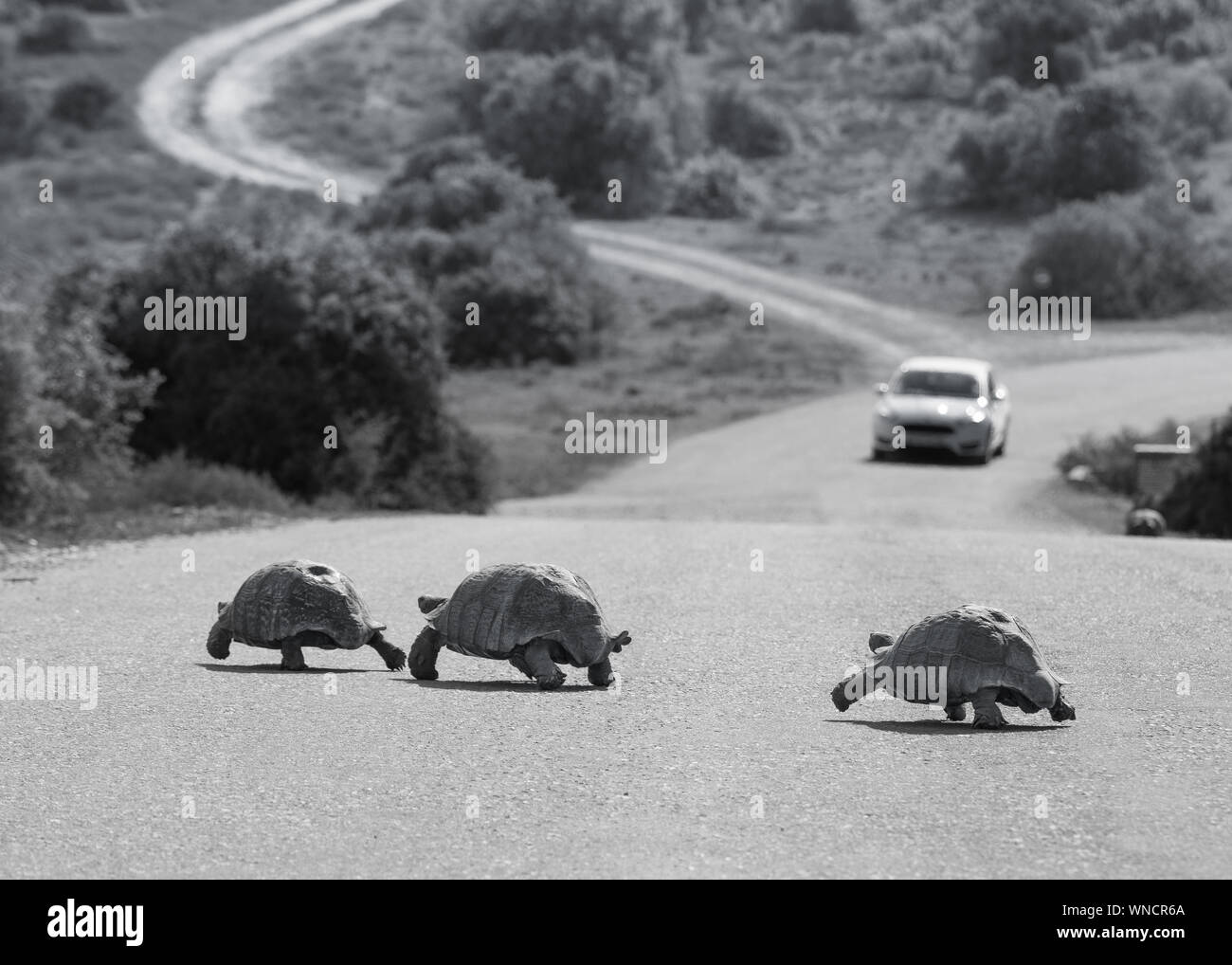 Turtles crossing hi-res stock photography and images - Alamy