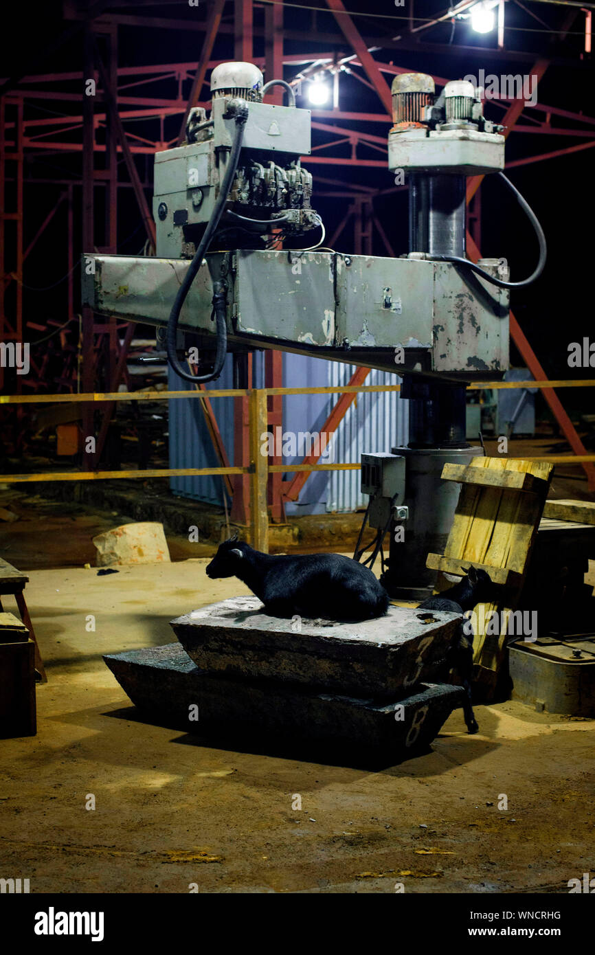 Livestock Factory High Resolution Stock Photography and Images - Alamy