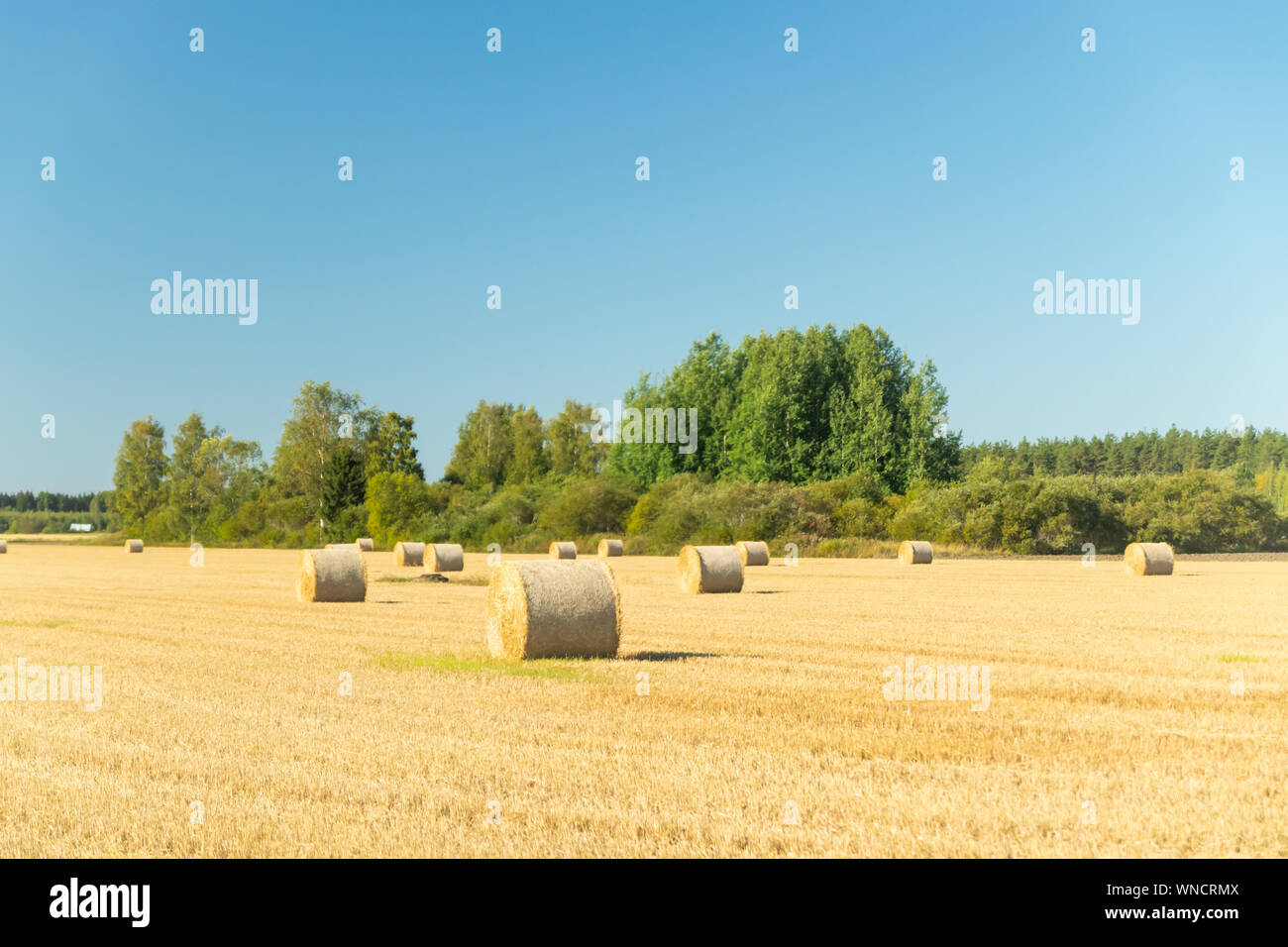 Rolls of hay bales in a field at farm Stock Photo - Alamy