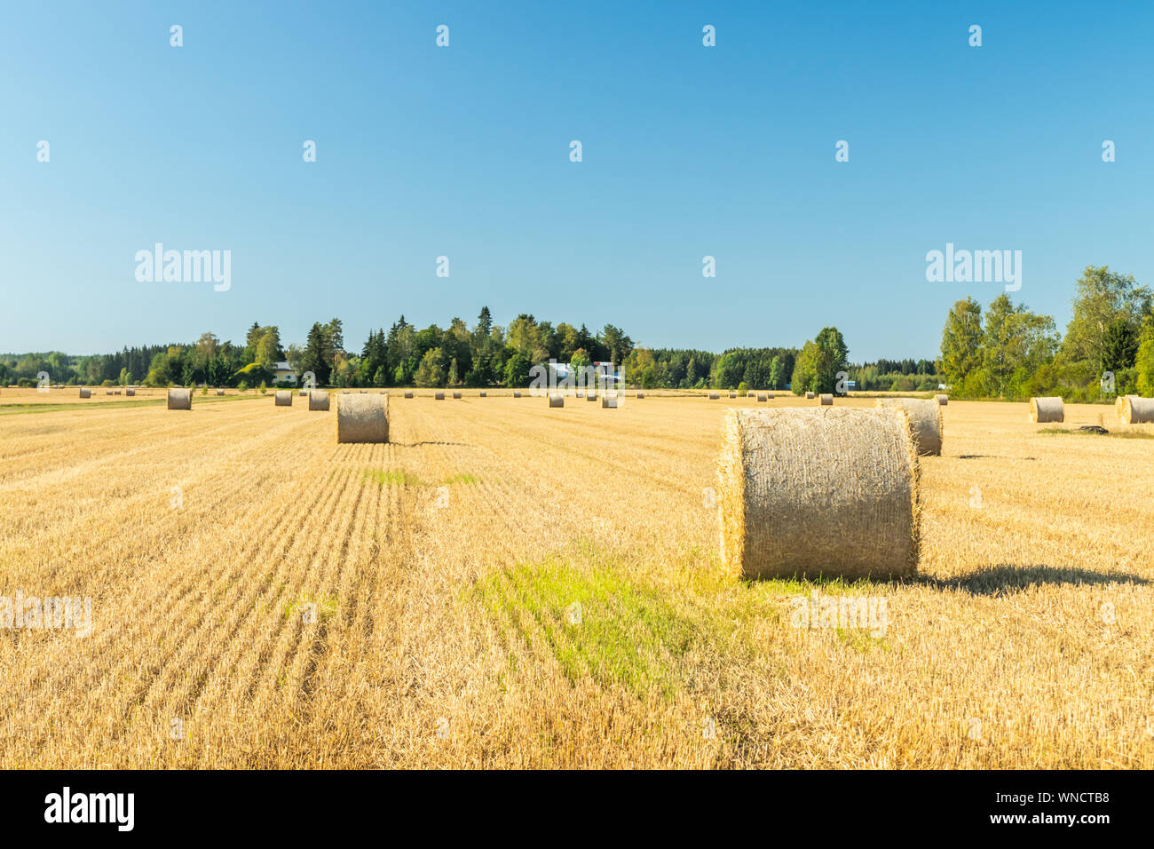 Rolls of hay bales in a field at farm Stock Photo - Alamy