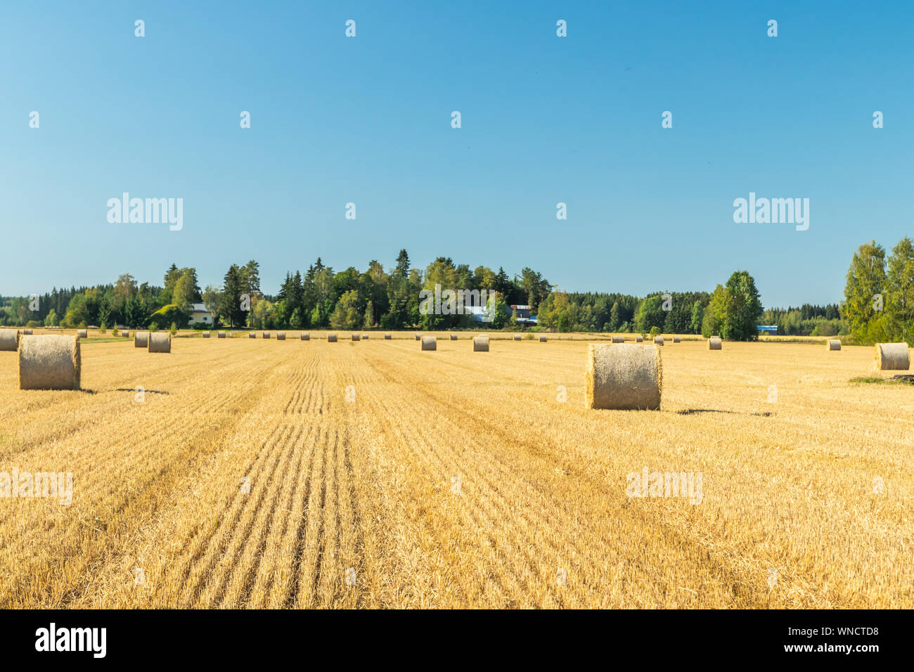 Rolls of hay bales in a field at farm Stock Photo - Alamy