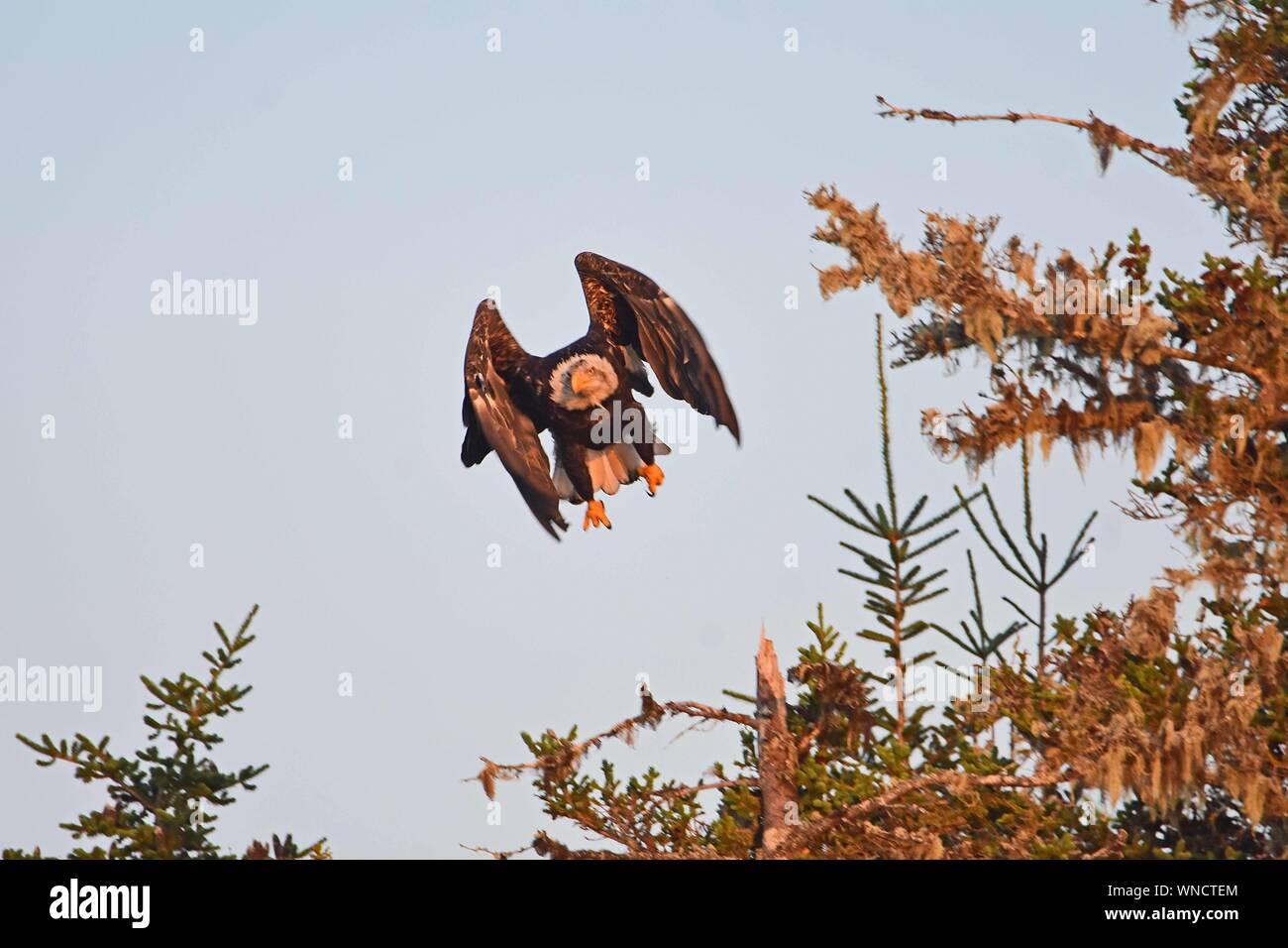 American bald eagle accipitridae hi-res stock photography and images ...