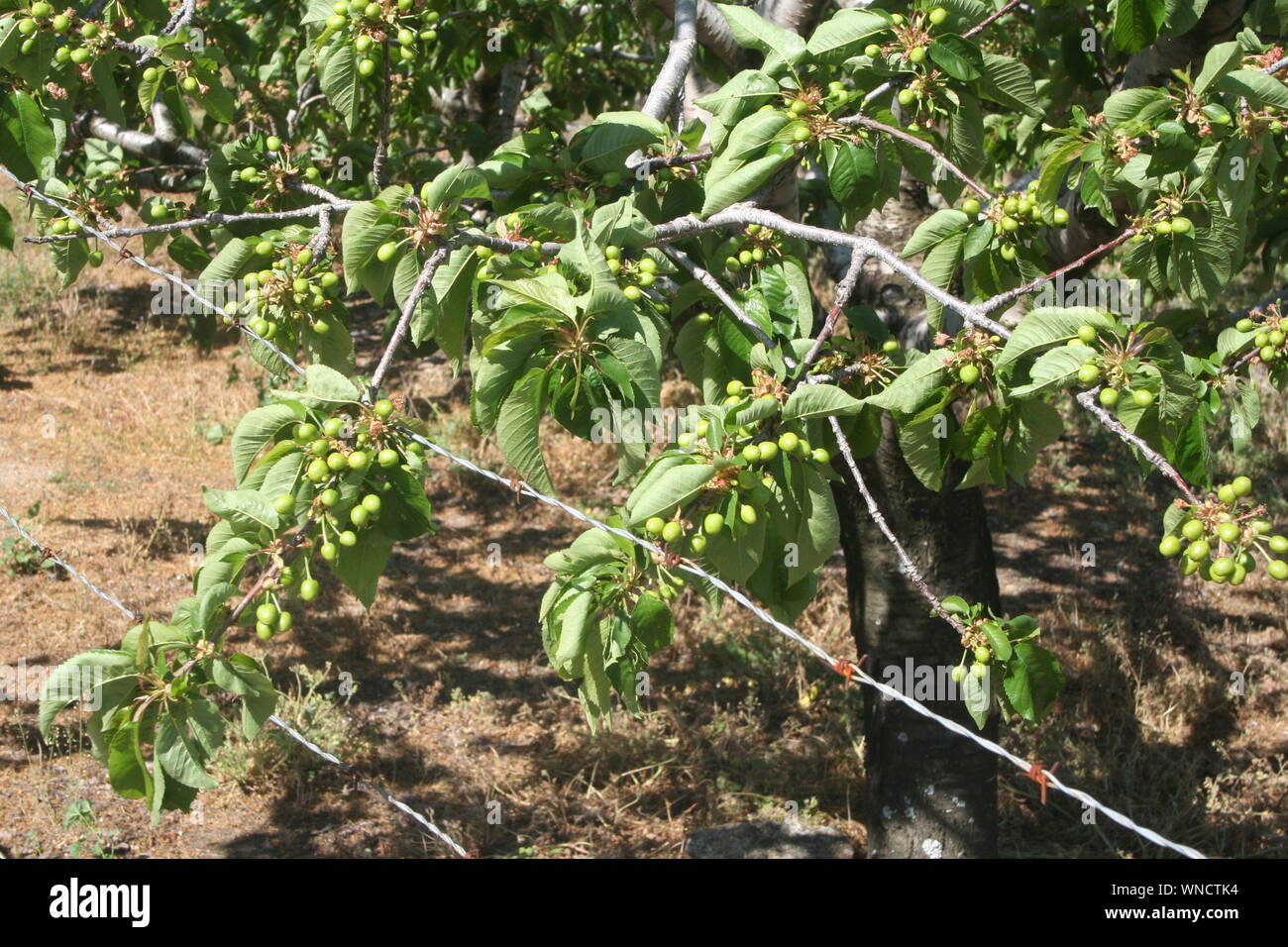 View of olive tree hi-res stock photography and images - Alamy