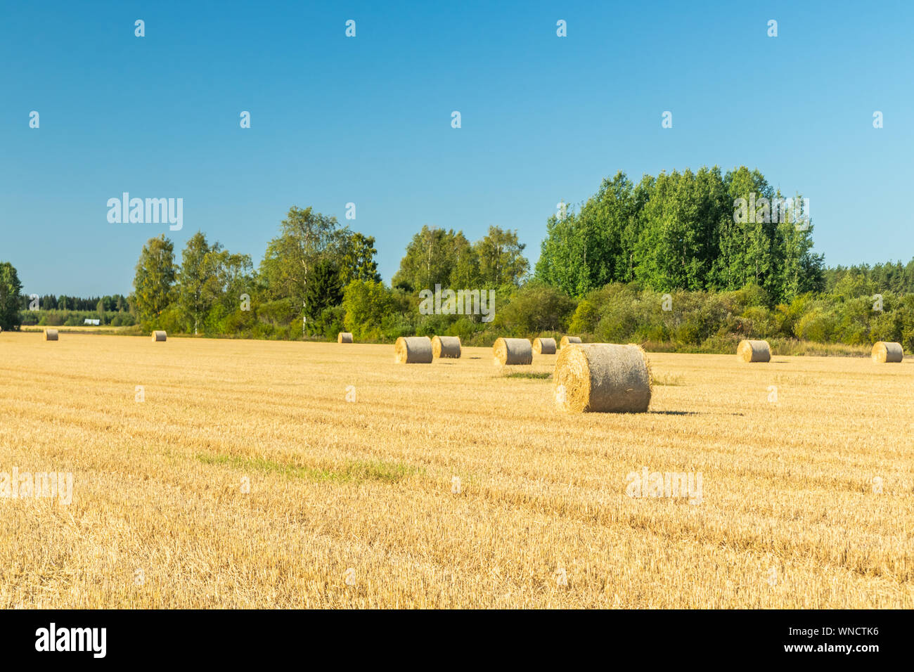 Rolls of hay bales in a field at farm Stock Photo - Alamy
