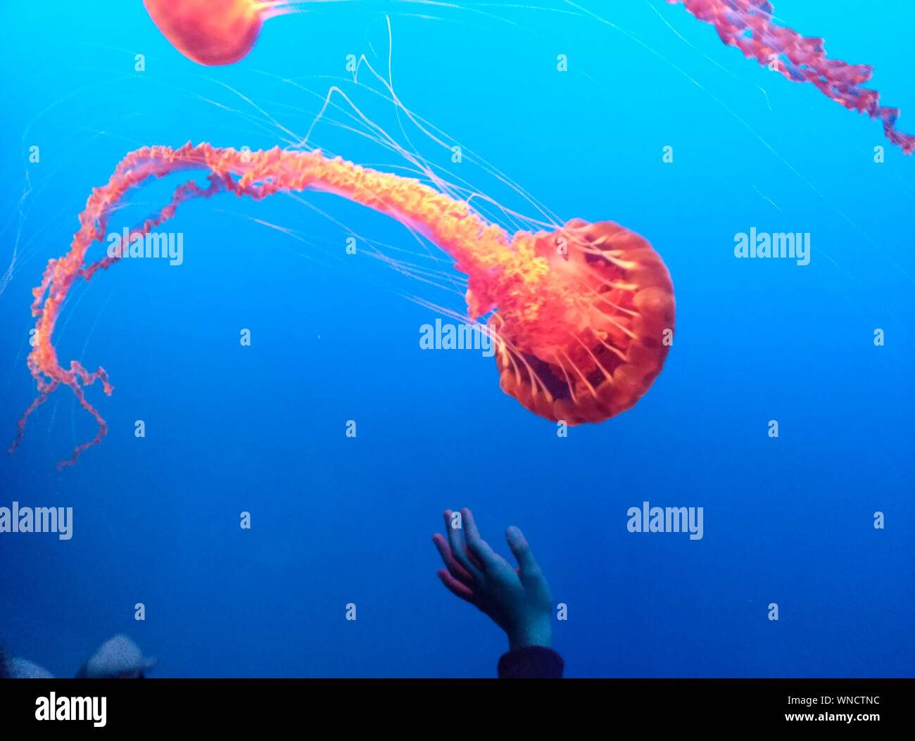 Real jellyfish hi-res stock photography and images - Alamy