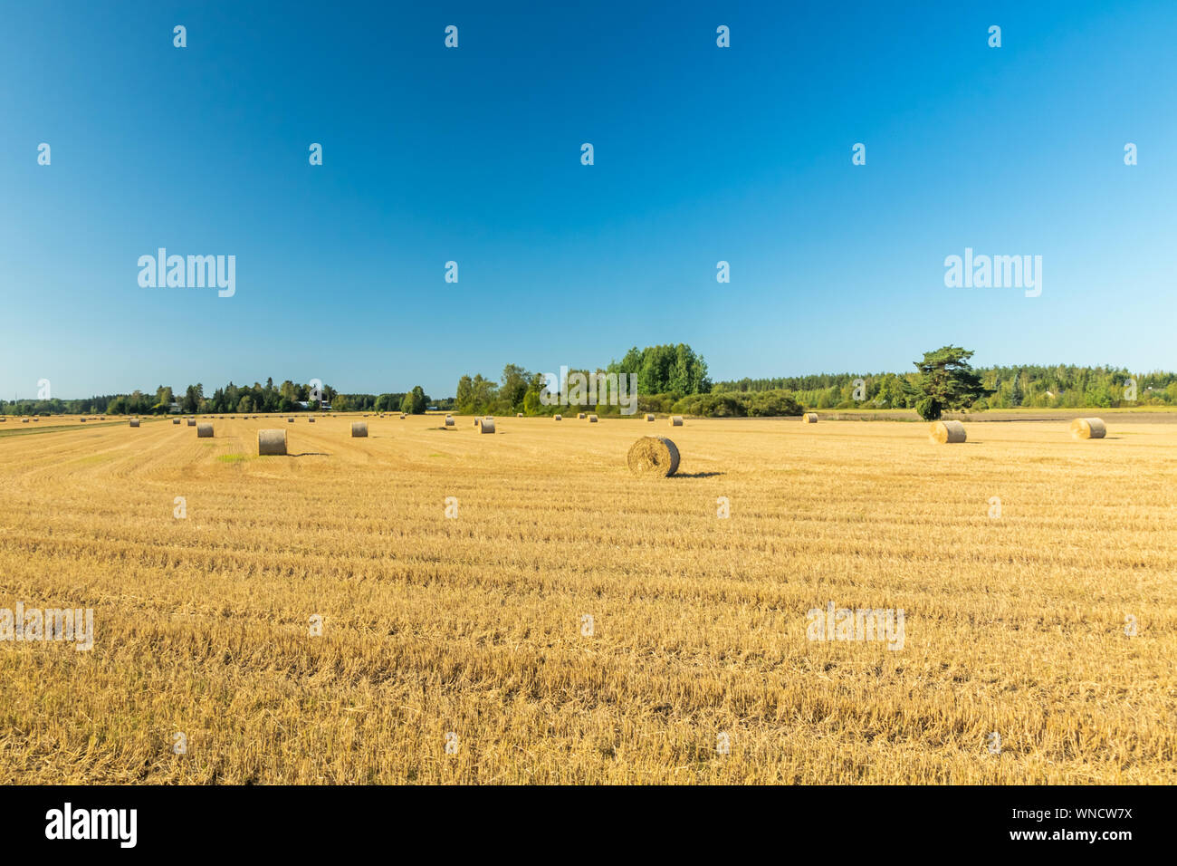Rolls of hay bales in a field at farm Stock Photo - Alamy