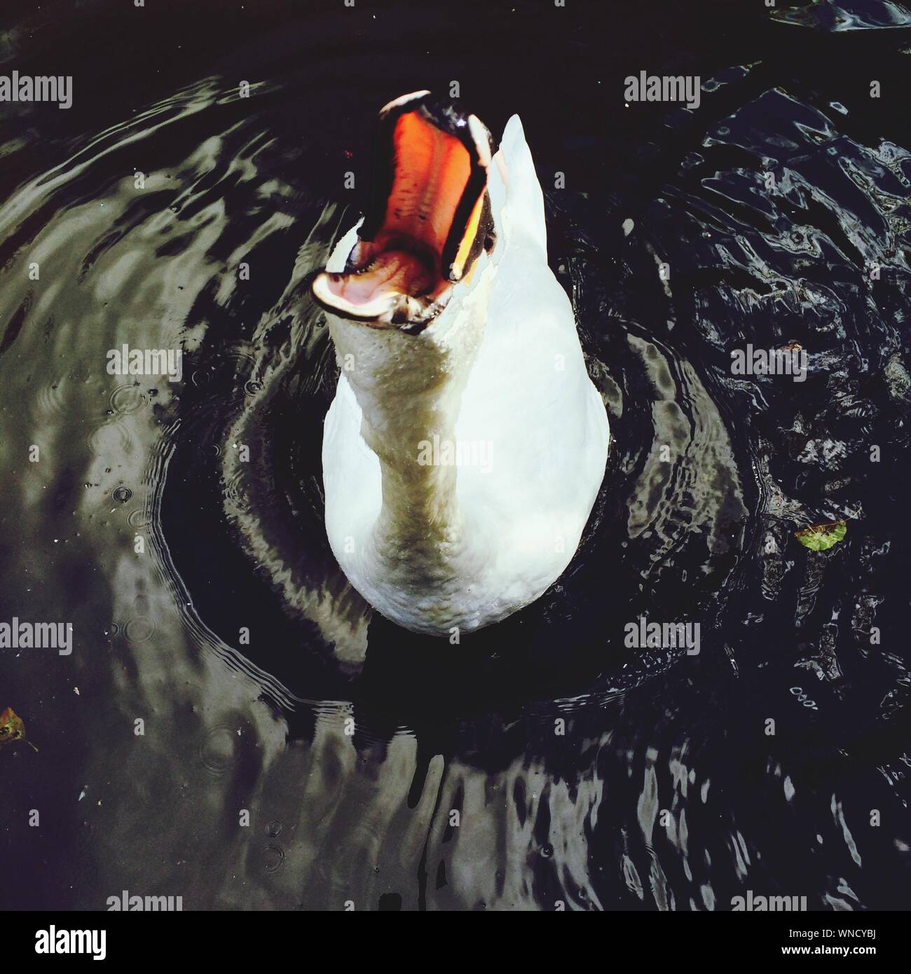Swan attacking people hi-res stock photography and images - Alamy