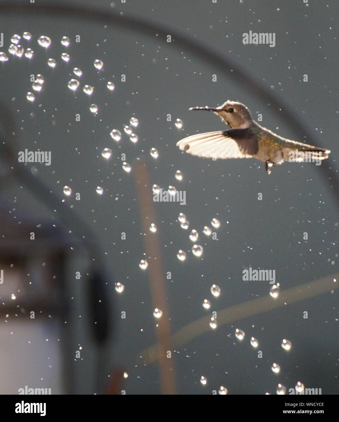 Hummingbird water hi-res stock photography and images - Alamy