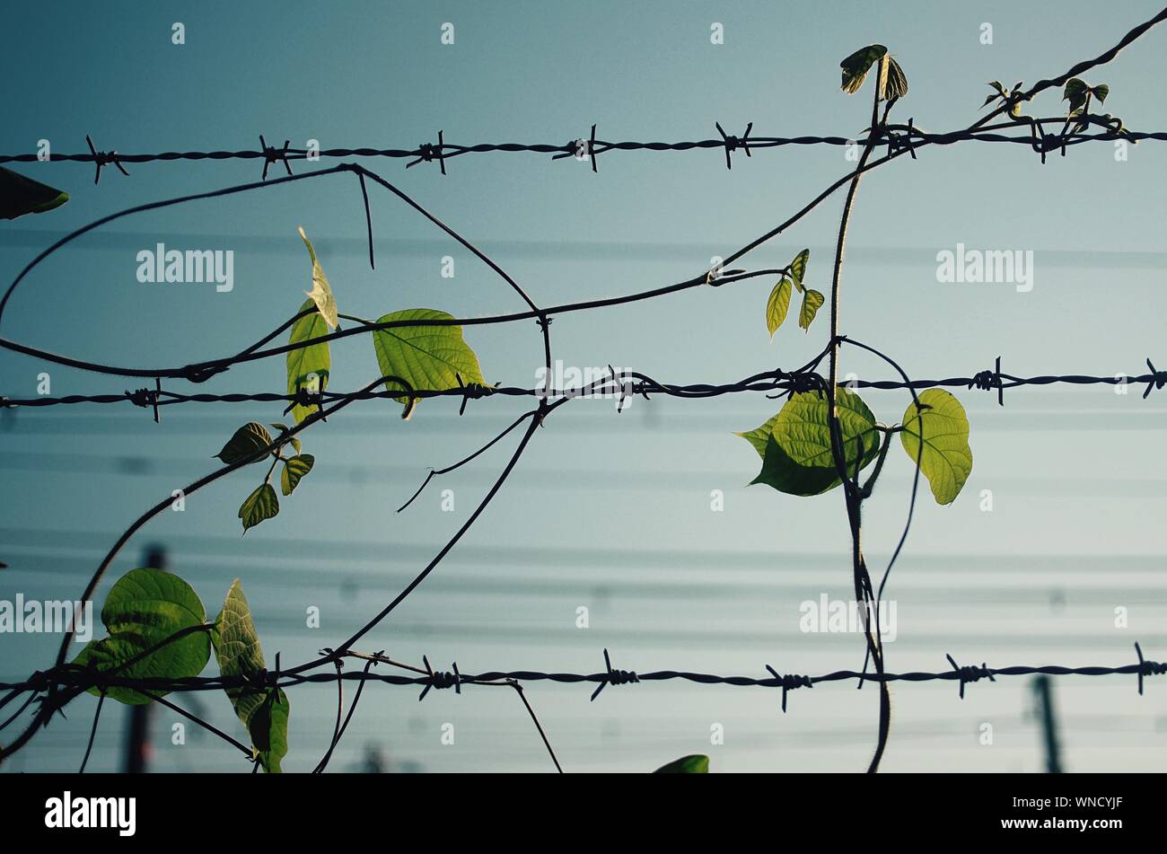 Wire creeper hi-res stock photography and images - Alamy